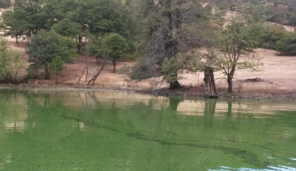 Harmful Algae Blooms in Oregon Harmful Algae Blooms in Oregon