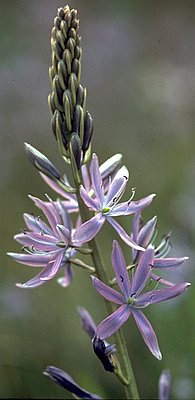 Camas