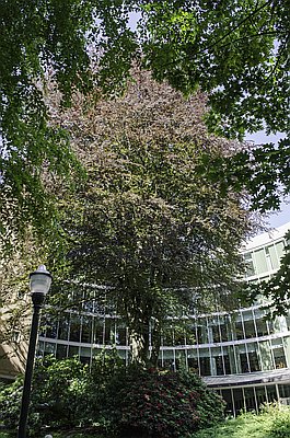 Heritage Trees of Portland