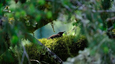 Marbled Murrelet