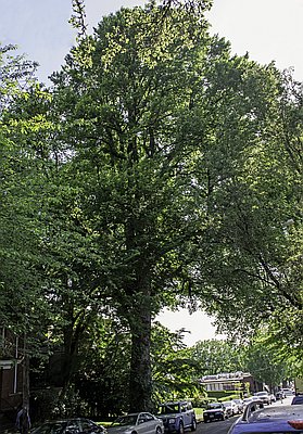 Heritage Trees of Portland