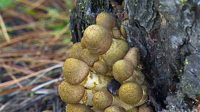 Humongous Fungus (Armillaria ostoyae)