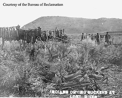 Endangered Klamath suckers