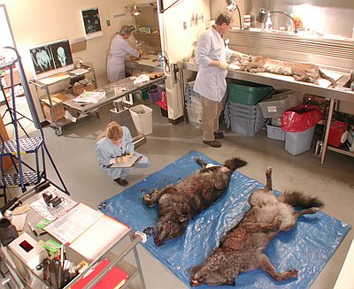 U.S. Fish and Wildlife Forensics Lab