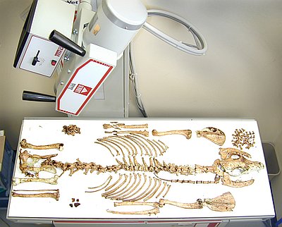 U.S. Fish and Wildlife Forensics Lab