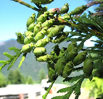 Western red cedar