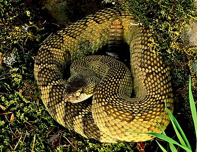 Rattlesnakes in Oregon
