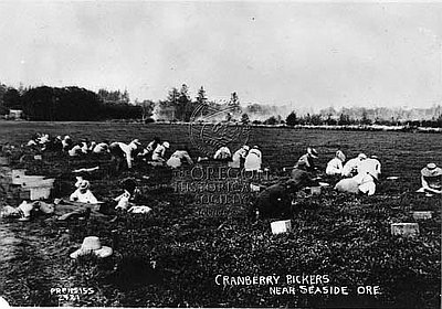 Cranberry Industry