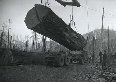 Timber Industry