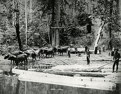 1800 S Logging Photos