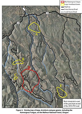 Humongous Fungus (Armillaria ostoyae)