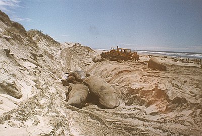 Florence Whale Explosion