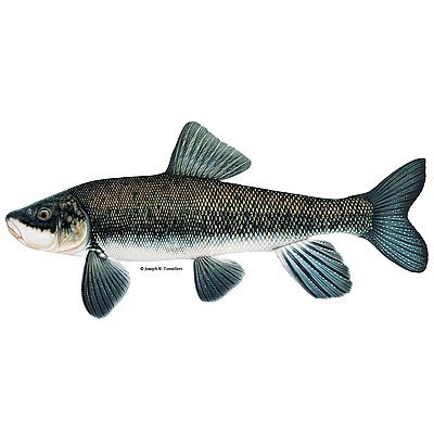 Endangered Klamath suckers