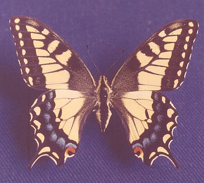 Oregon State symbols